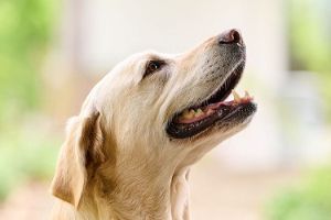 Gebit van hond en kat - Beaphar
