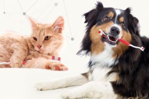 Gebit van hond en kat - Beaphar