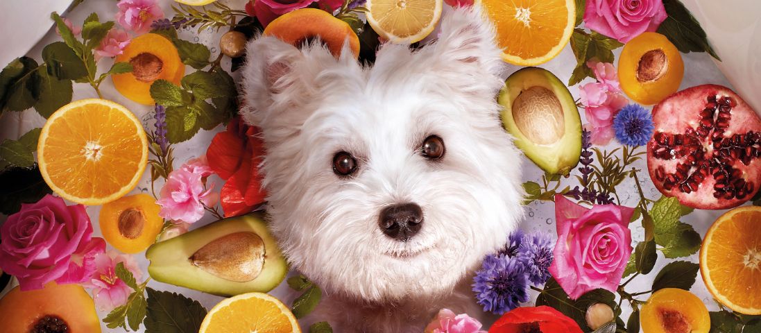 Grooming & Hygiene - Beaphar