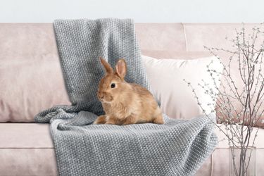 The Beaphar RabbitComfort® Calming Range helps rabbits feel at ease ...