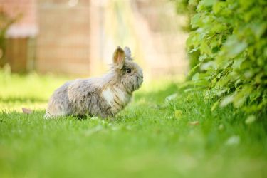 How to have a comfortable winter for small animals outside - Beaphar