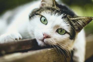 Comment nettoyer les yeux de son animal ? - Beaphar