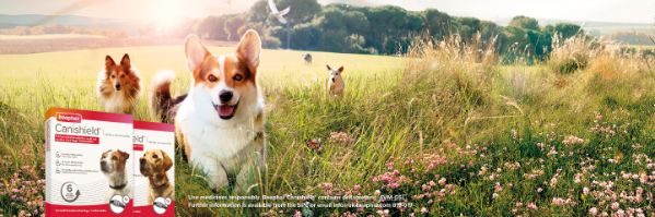 Beaphar Canishield® collar protects against ticks, fleas and sand flies ...