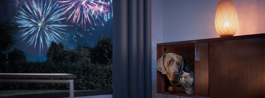 Fear of fireworks? This is how you help your pet feel at ease on New ...
