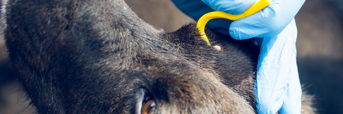 Teek Verwijderen Bij Je Hond Zo Doe Je Dat Beaphar