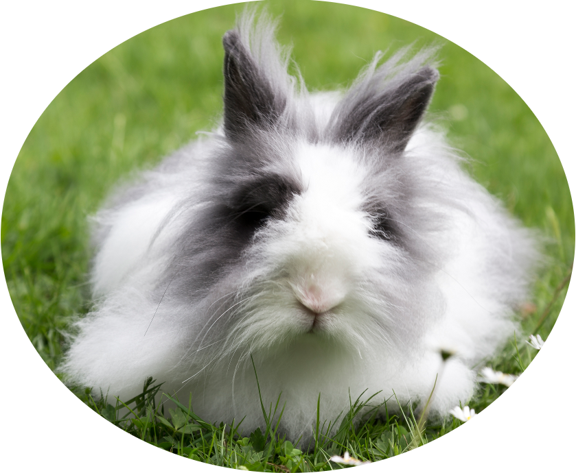 Konijnen koel houden in de zomer - Beaphar