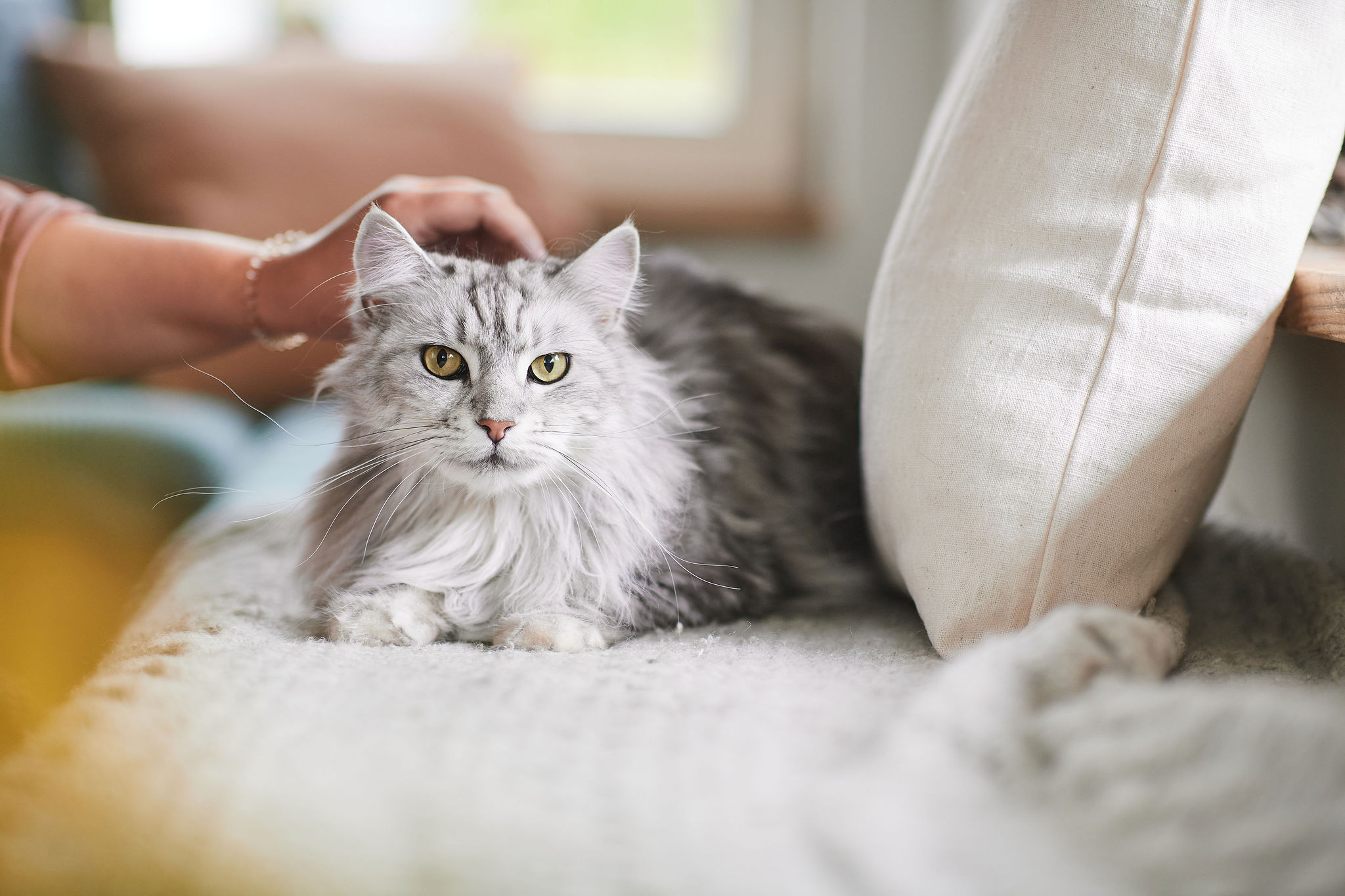 Your Cat's Holiday with a Pet Sitter - Beaphar