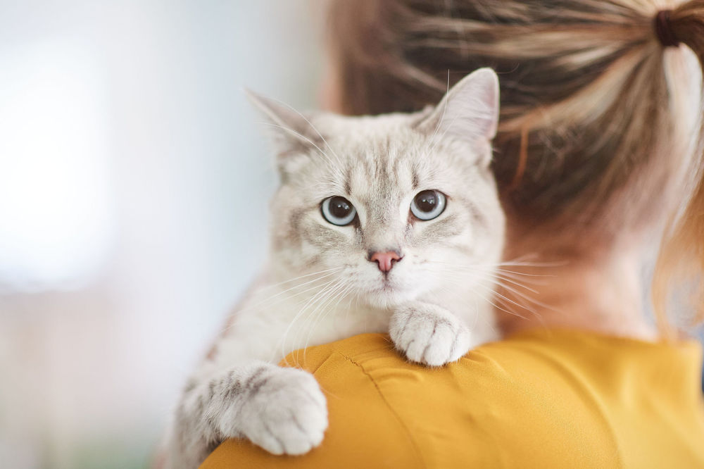 New Pet Cat Guide - Beaphar