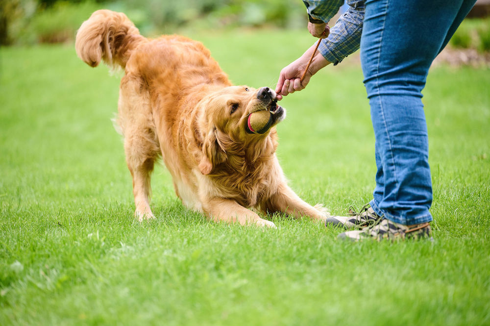 Beaphar WORMclear - worming made easy in 3 simple steps - Beaphar