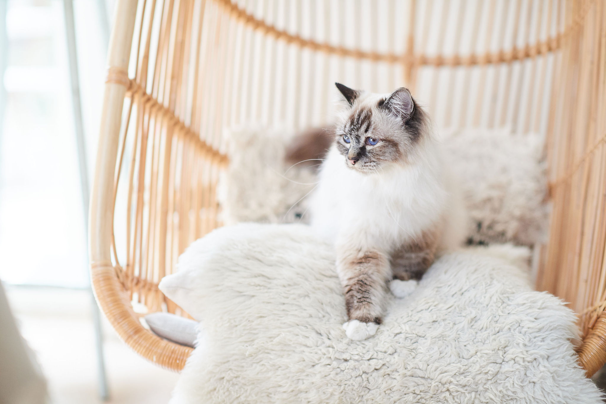 Help your cat feel at ease anywhere - Beaphar