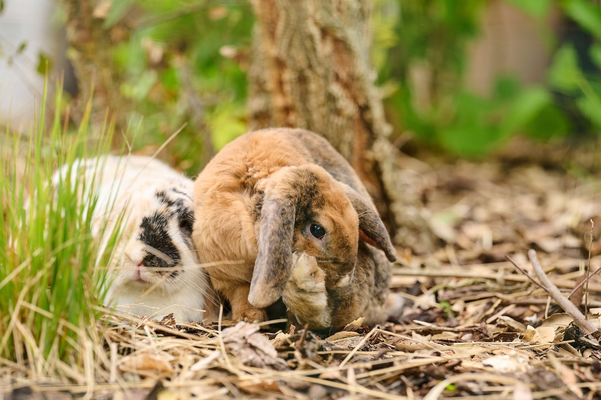 Fly strike in Rabbits - Beaphar