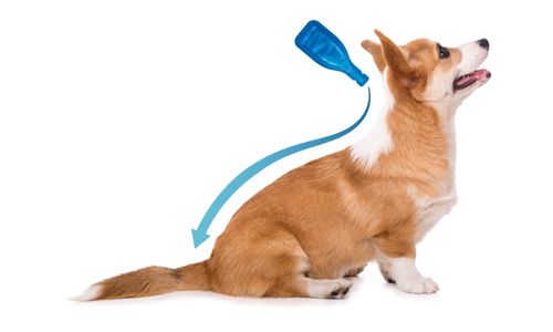 Comment appliquer une pipette antiparasitaire sur mon animal ? - Beaphar