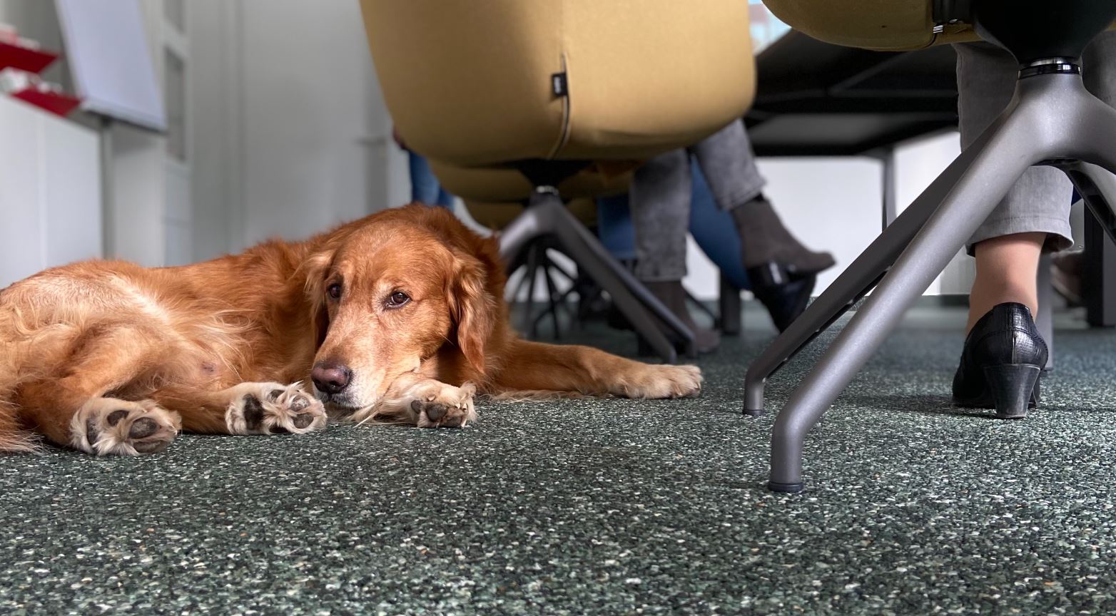 How dogs can help relieve stress in the workplace - Beaphar