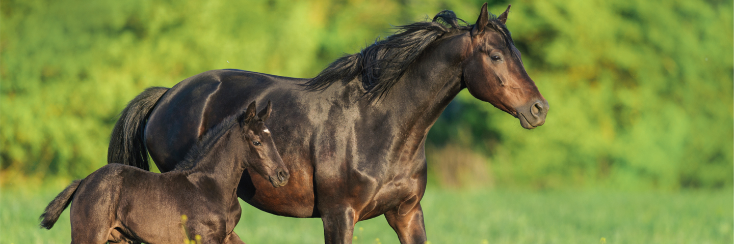 Rustgevende feromonen bij paarden, hoe werkt dat? - PrimeVal