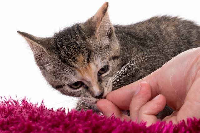 Kitten opvoeden: Handige tips & trucs! - Beaphar