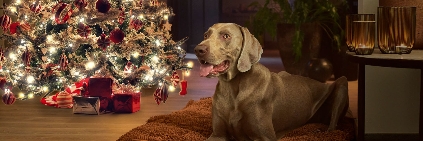 Felices fiestas con tu perro: ¡Con estos consejos funciona! - Beaphar