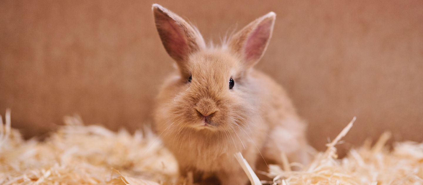 Potty training a rabbit, the tips for good results - Beaphar