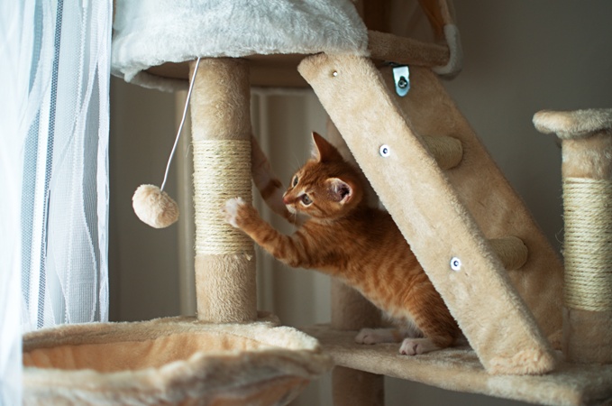 Kitten opvoeden: Handige tips & trucs! - Beaphar