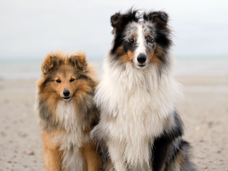 Aïko et Yuska ont testé l'huile de saumon - Beaphar