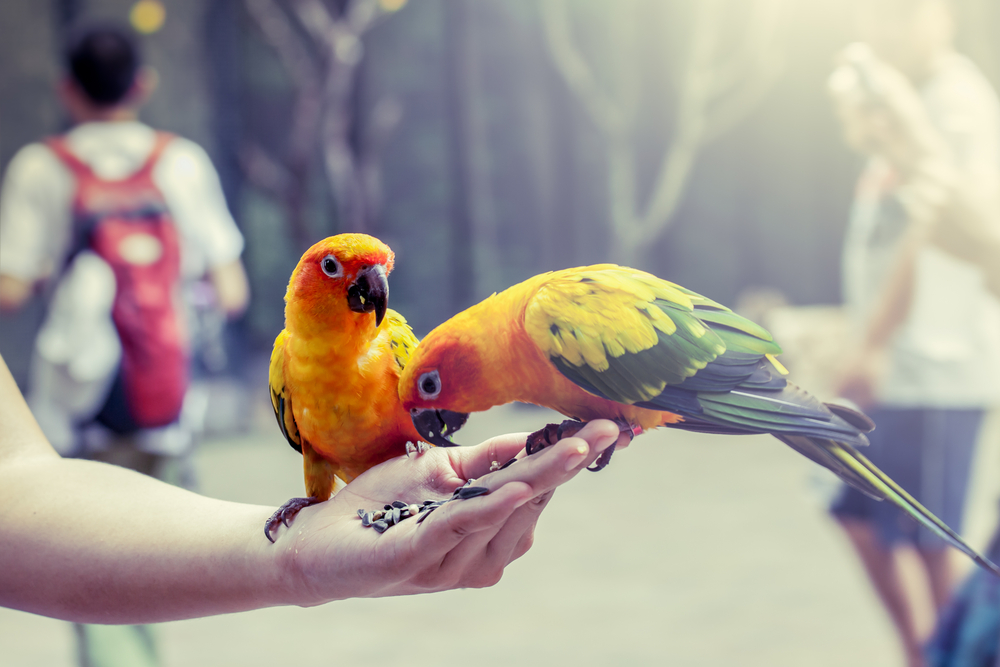 Food & snacks for your bird - Beaphar