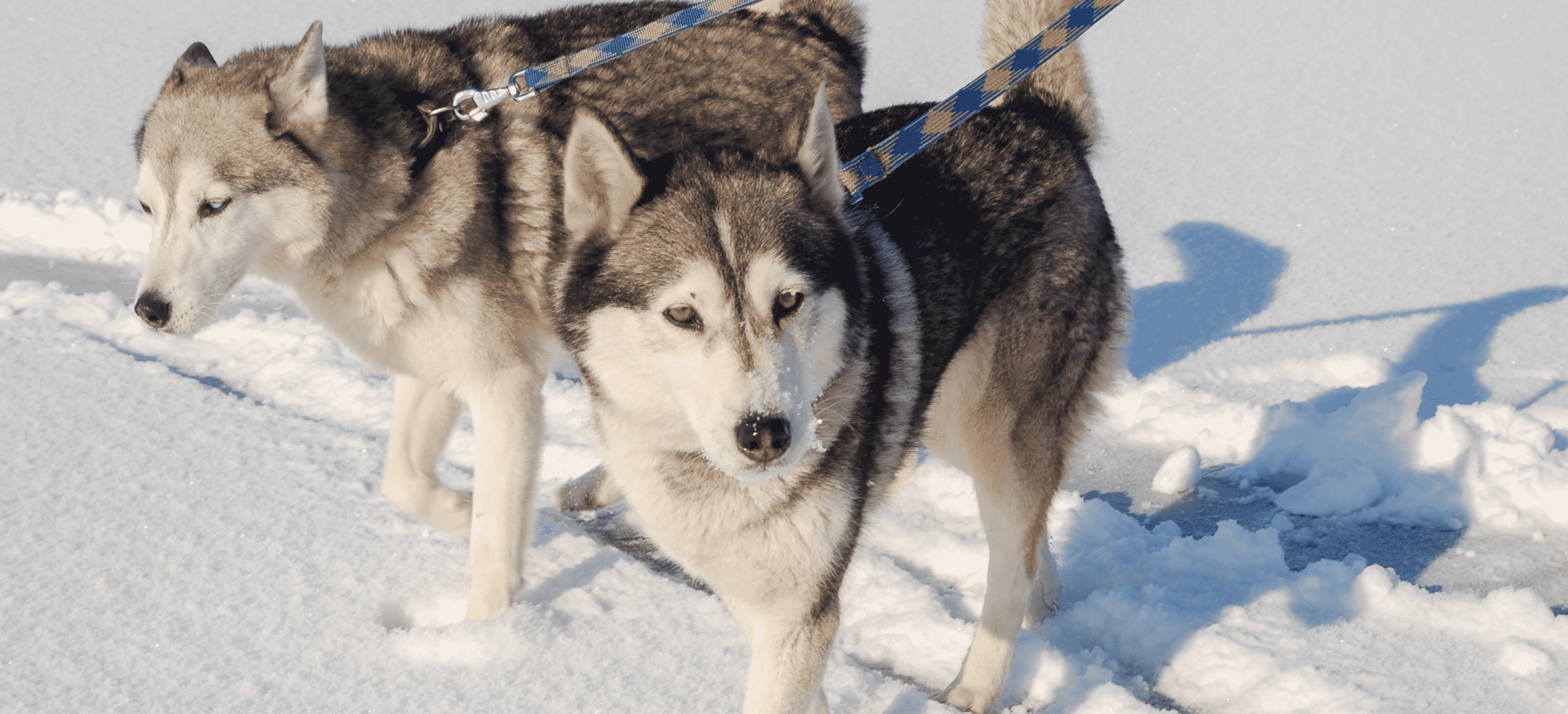 Ras in de kijker: Siberische Husky - Beaphar