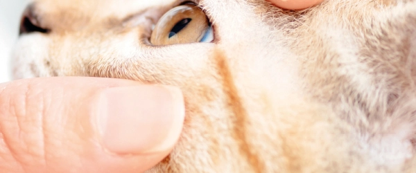 Ontstoken oog kat; hoe herken je het en wat moet je doen? - Beaphar