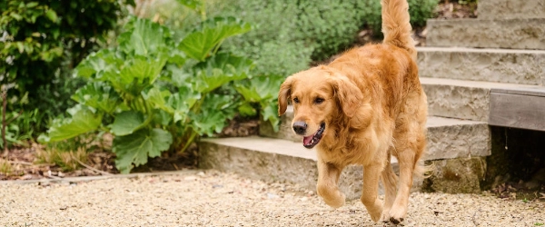 What can cause joint stiffness in my dog - Beaphar