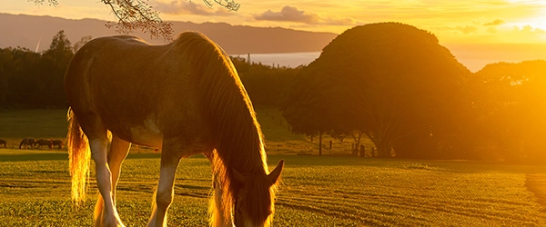 Luizen bij paarden - PrimeVal