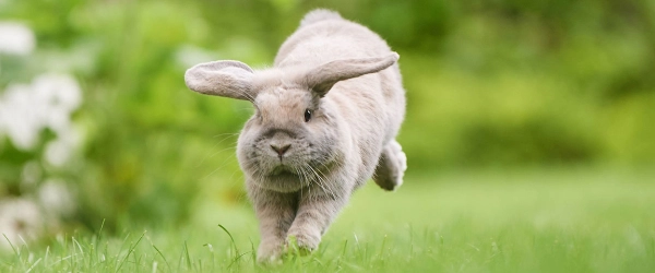 Myiasis (maggot disease) in rabbits - Beaphar