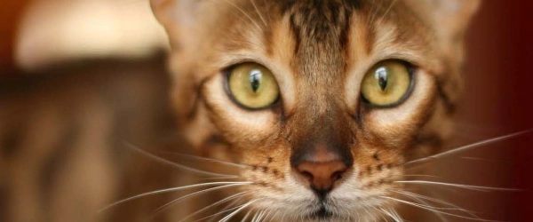 Le Bengal - Beaphar