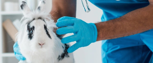 Rabbit vaccinations protection your rabbits from myxomatosis and VHD ...