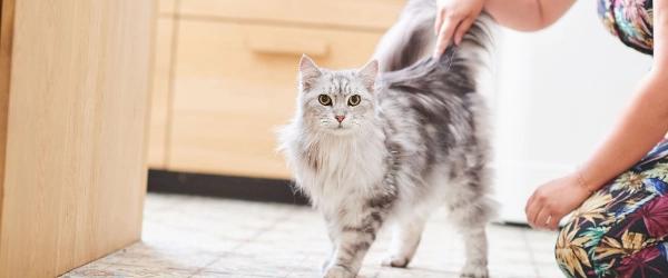 Your Cat’s Staycation; get ready with Beaphar - Beaphar