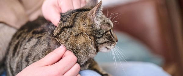 Comment détecter une infestation de puces - Beaphar