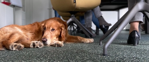 How dogs can help relieve stress in the workplace - Beaphar