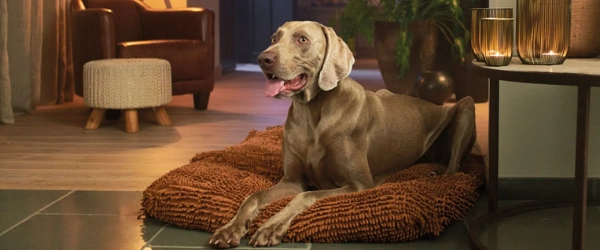 A guide to leaving your pet at home alone - Beaphar