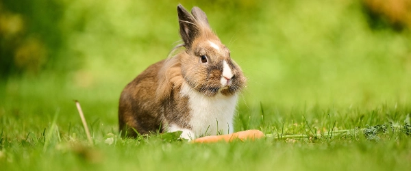 Your Rabbit’s Staycation; get ready with Beaphar - Beaphar