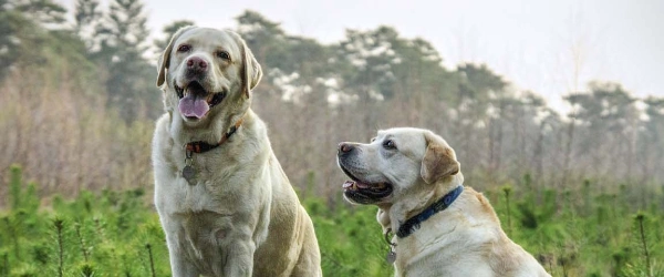 Le Labrador Retriever - Beaphar