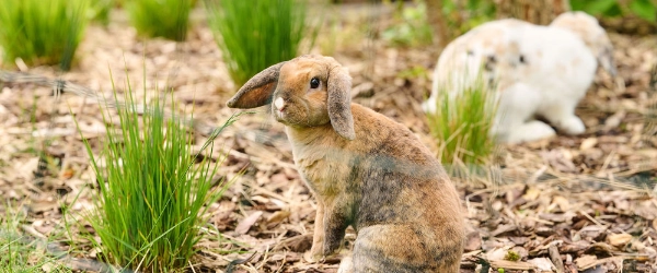 Fly strike in rabbits and guinea pigs - what to look out for - Beaphar
