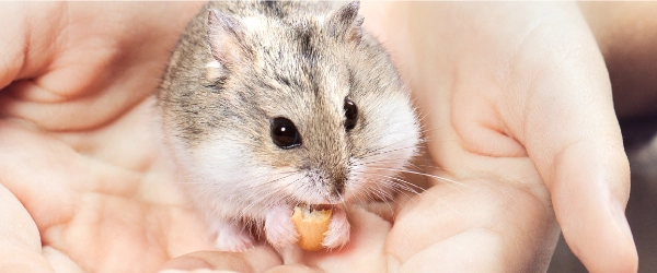 Hogyan tartsunk helyesen hörcsögöt? - Beaphar