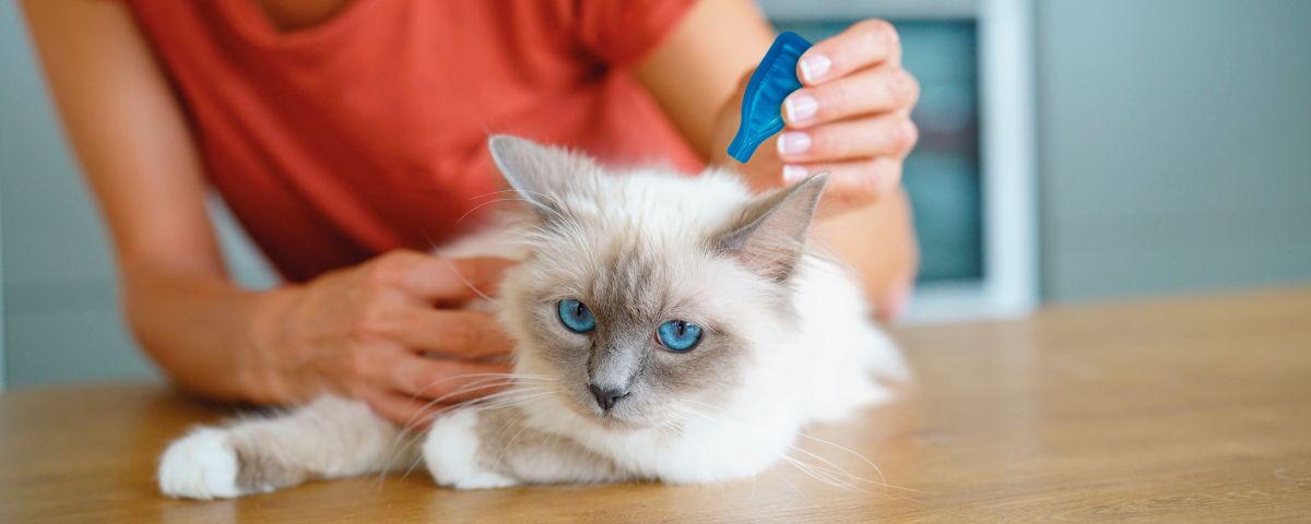 Vlooien voorkomen bij je kat; hoe je dit doet en waarom - Beaphar