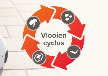 De vlooiencyclus: hoe een vlo zich ontwikkelt van ei tot volwassen vlo ...