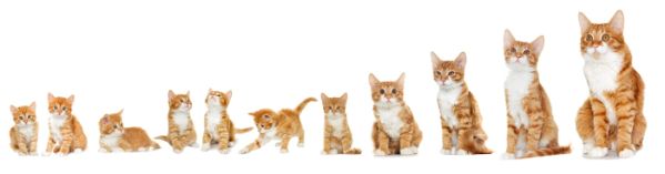 Oppdragelse av kattunger: praktiske tips og knep! - Beaphar Oppdragelse av kattunger: praktiske tips og knep! - Beaphar