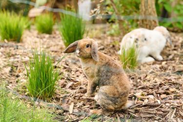 Fly strike in rabbits and guinea pigs - what to look out for - Beaphar