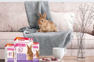 The Beaphar RabbitComfort® Calming Range - help your rabbit feel at ...