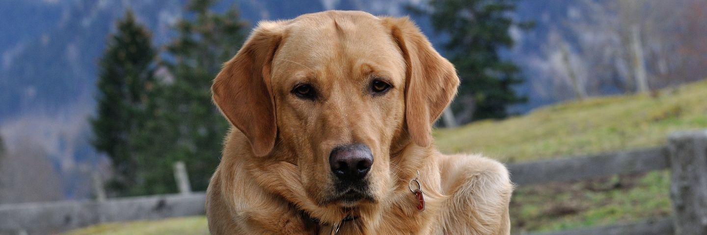 Mon animal souffre de flatulences - Beaphar