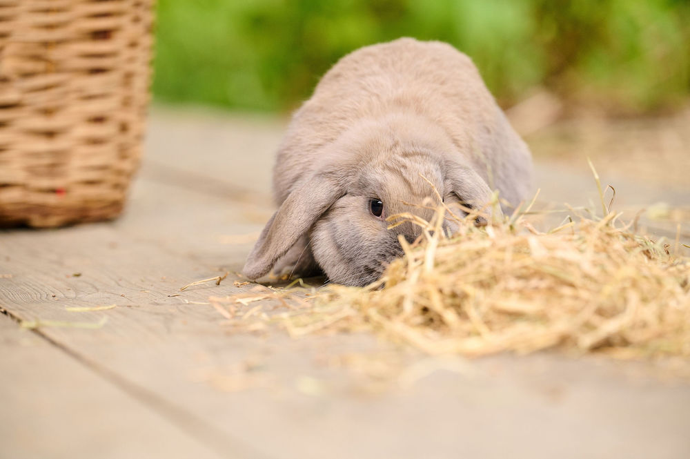 What do rabbits eat - Beaphar