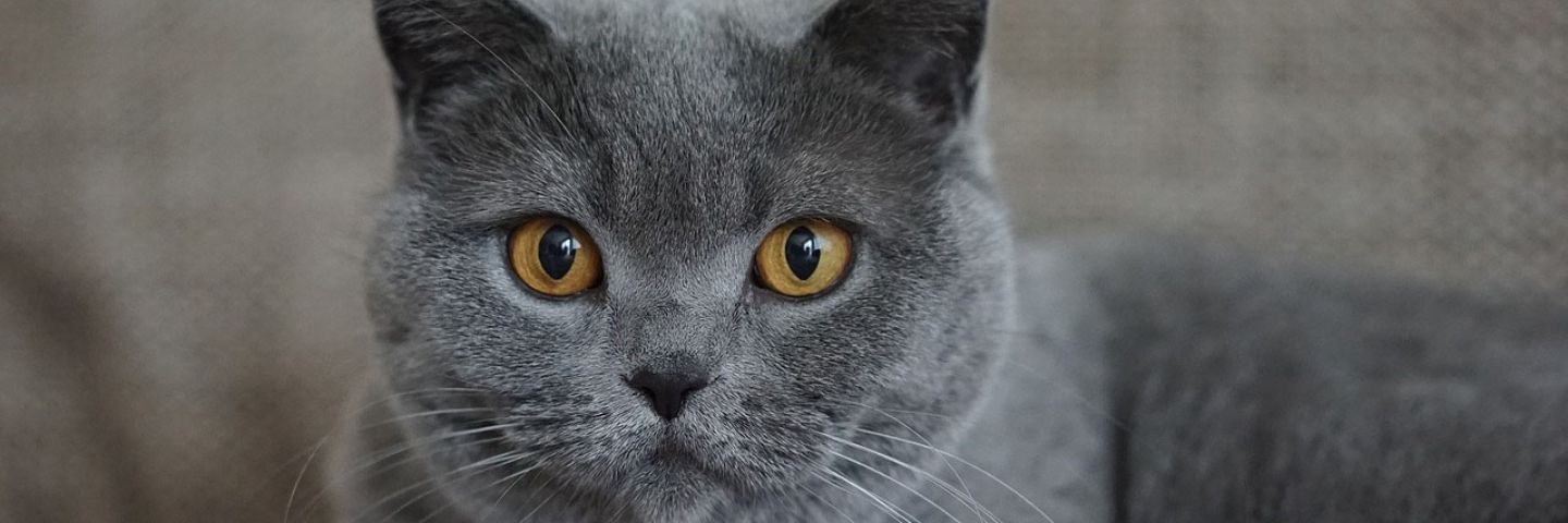 Le Chartreux - Beaphar