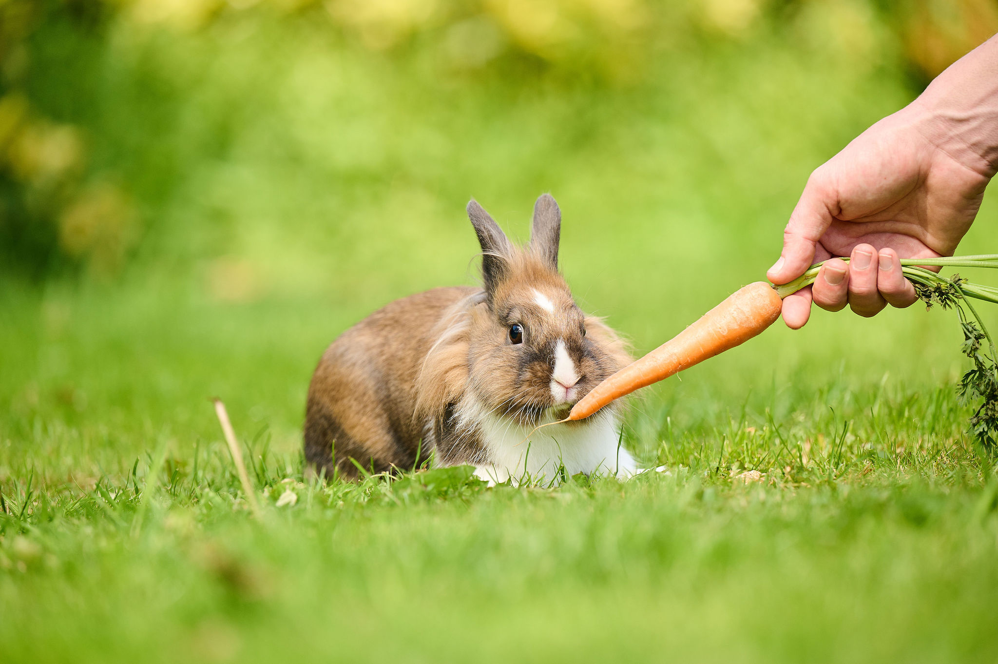 Your Rabbit’s Boarding stay; get ready with Beaphar - Beaphar