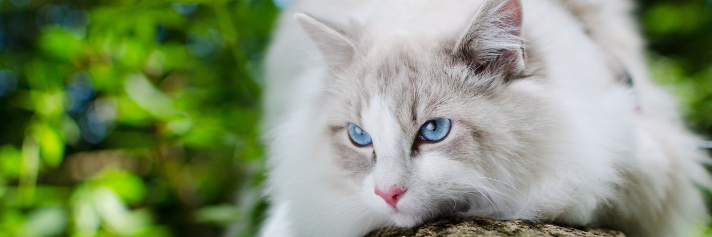 Le Ragdoll - Beaphar