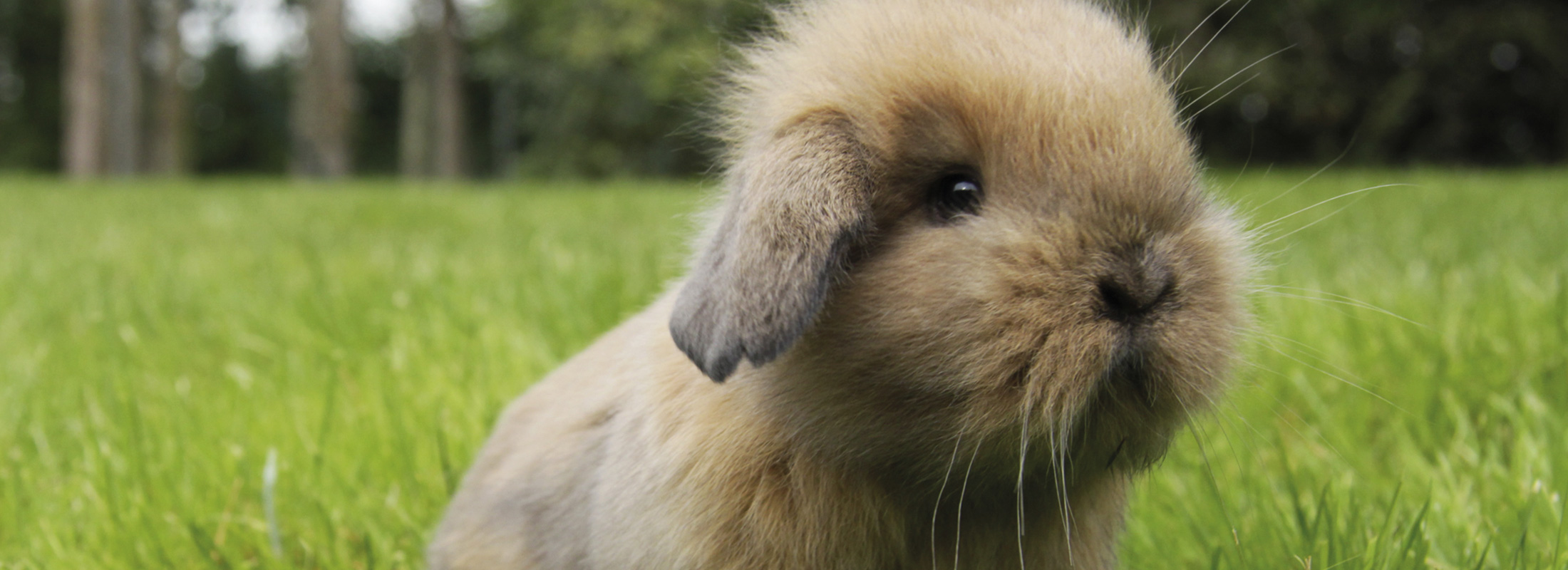 Konijnen koel houden in de zomer - Beaphar